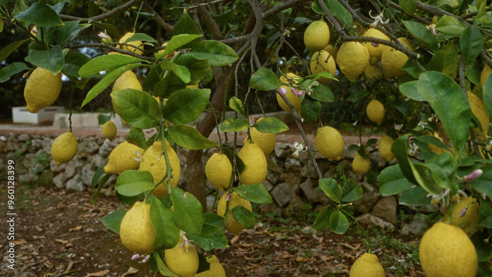 Lemon tree with ripe lemons in an orchard in puglia, italy, featuring a ...