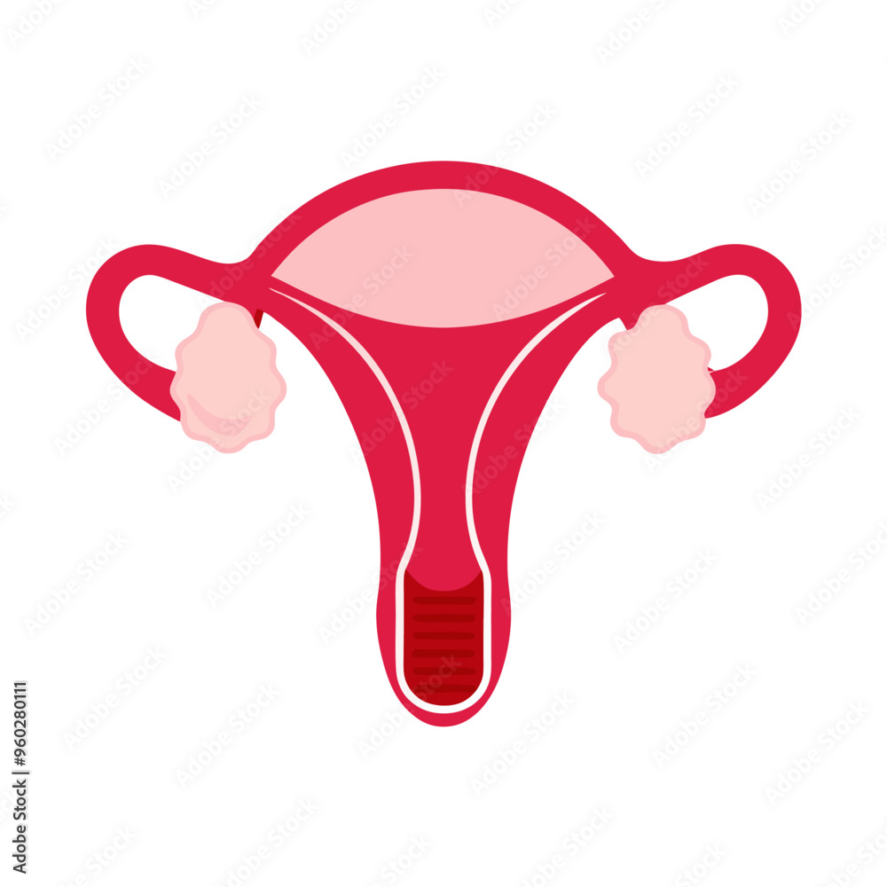 Anatomy of the female reproductive system Diagram of the location of ...