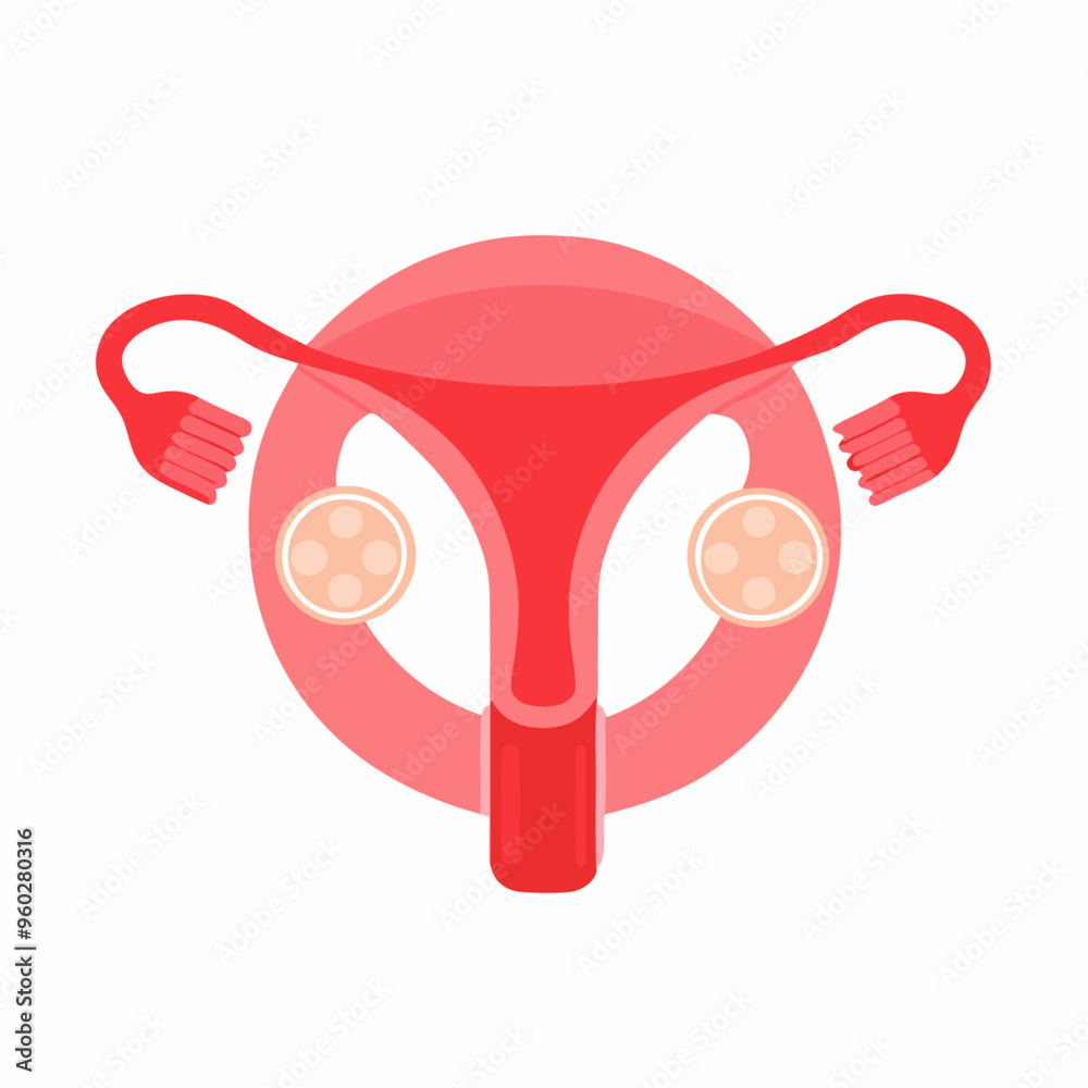 Anatomy of the female reproductive system Diagram of the location of ...