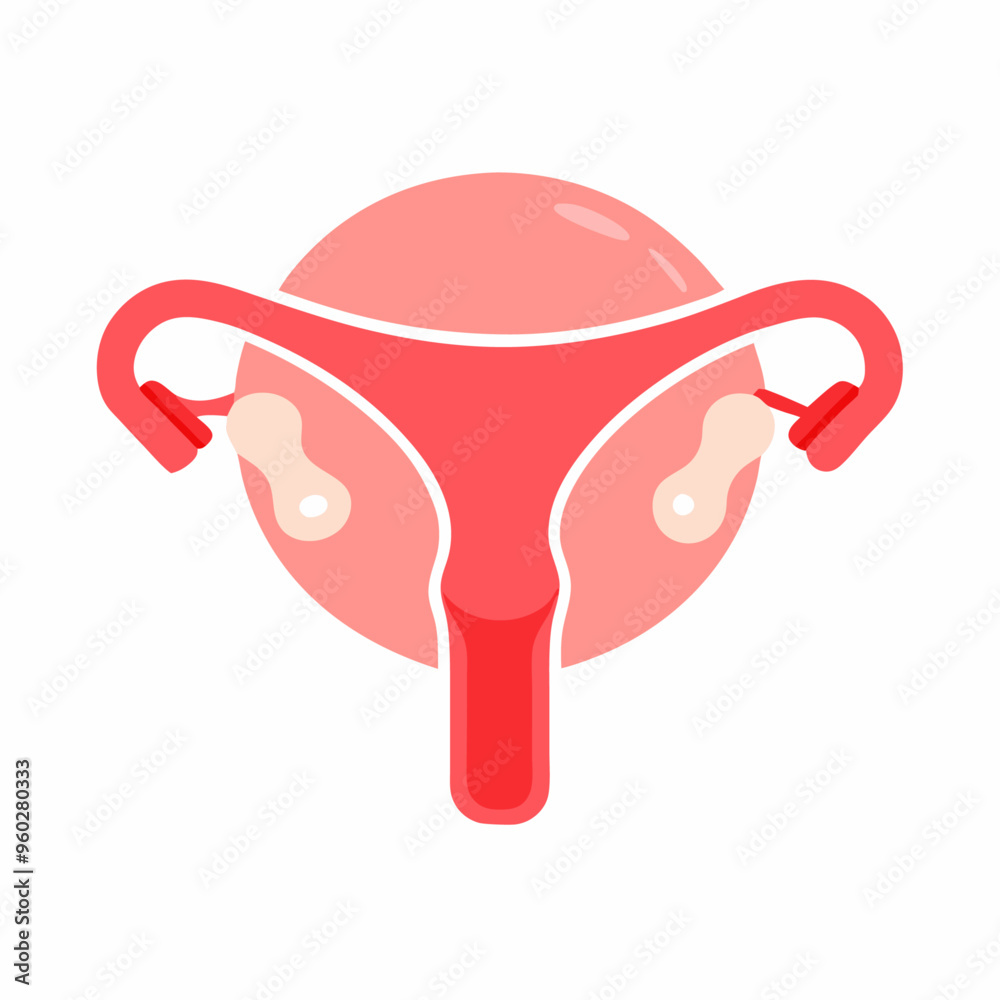Anatomy Of The Female Reproductive System Diagram Of The Location Of