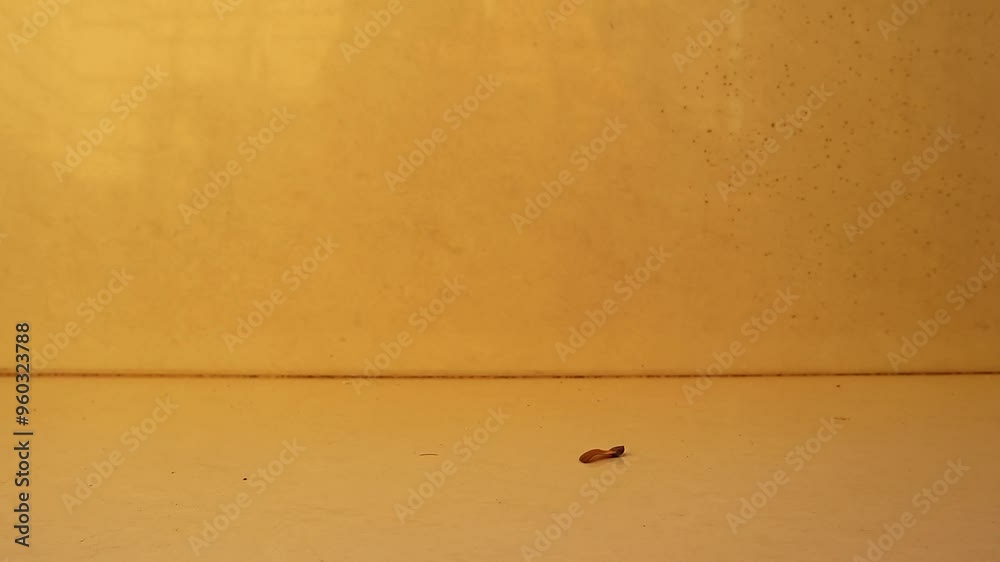 Winged mature maple seed isolated on white background. single maple ...