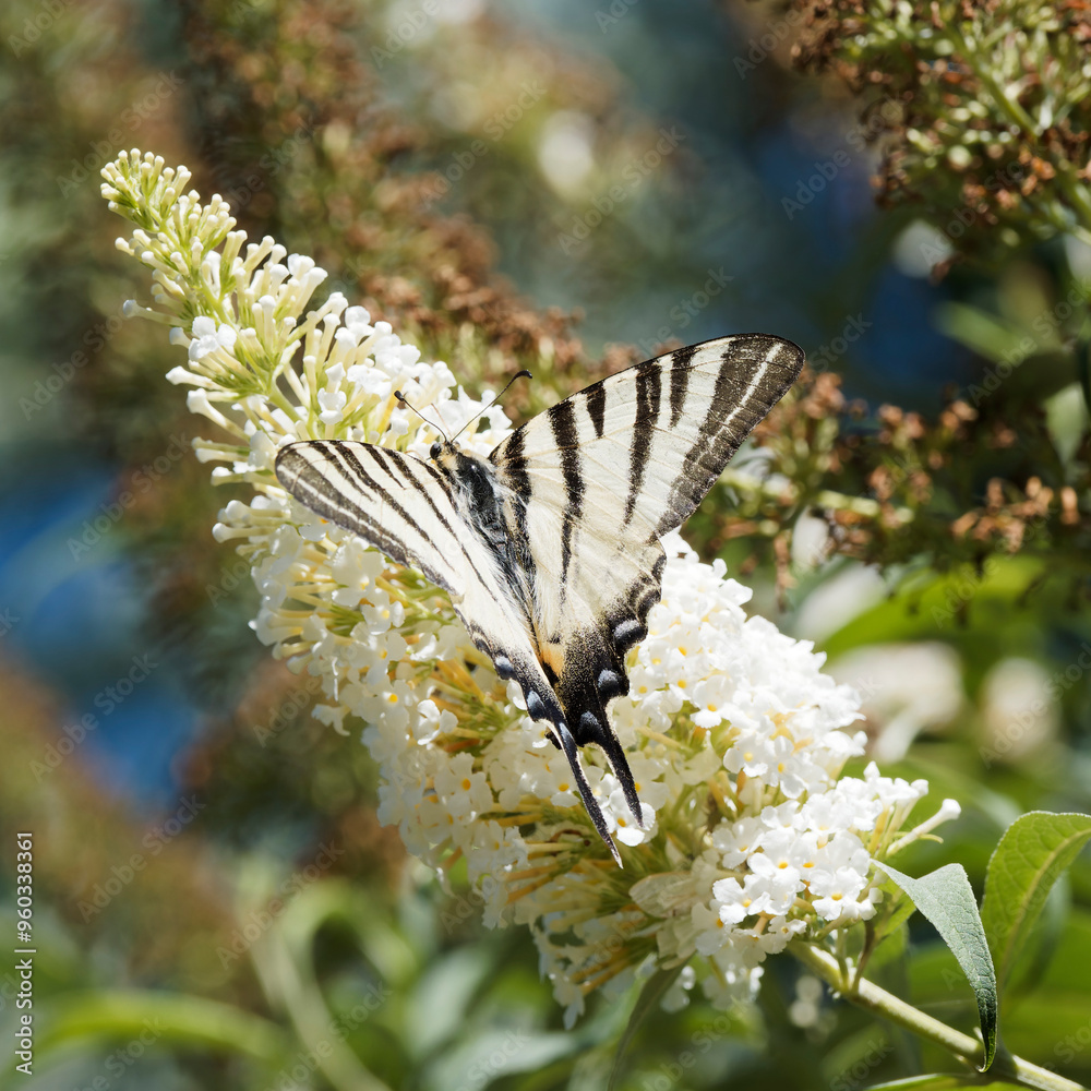 Iphiclides podalirius | Scarce Swallowtail - Sail swallowtail - Pear ...