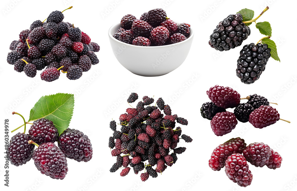 Mulberry mulberries Morus wild berry fruit, many angles and view side ...