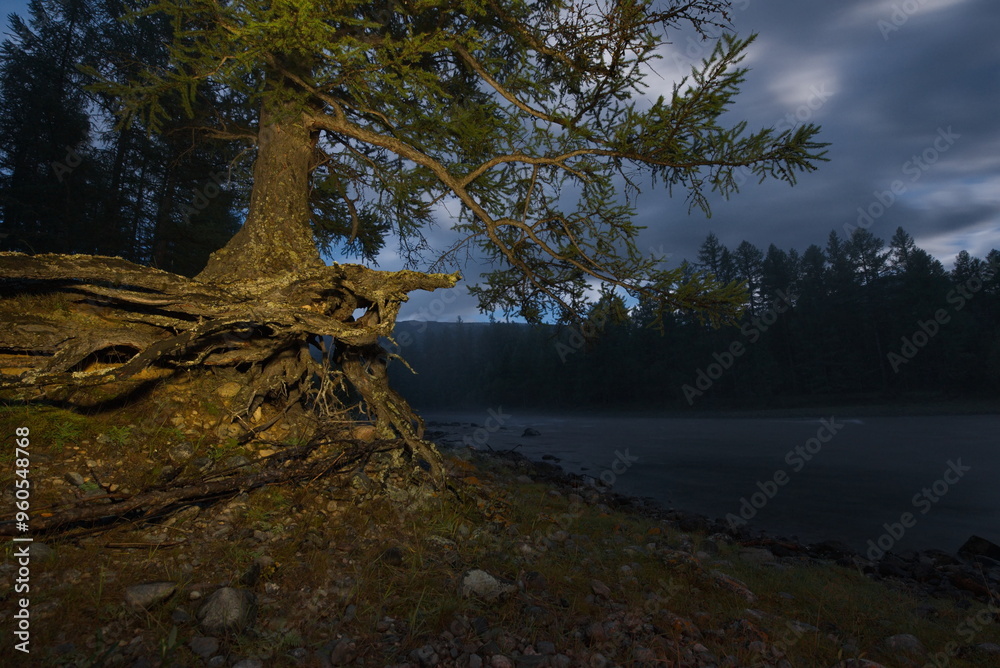 Russia, Western Buryatia. Illuminated by moonlight, the bizarre roots ...