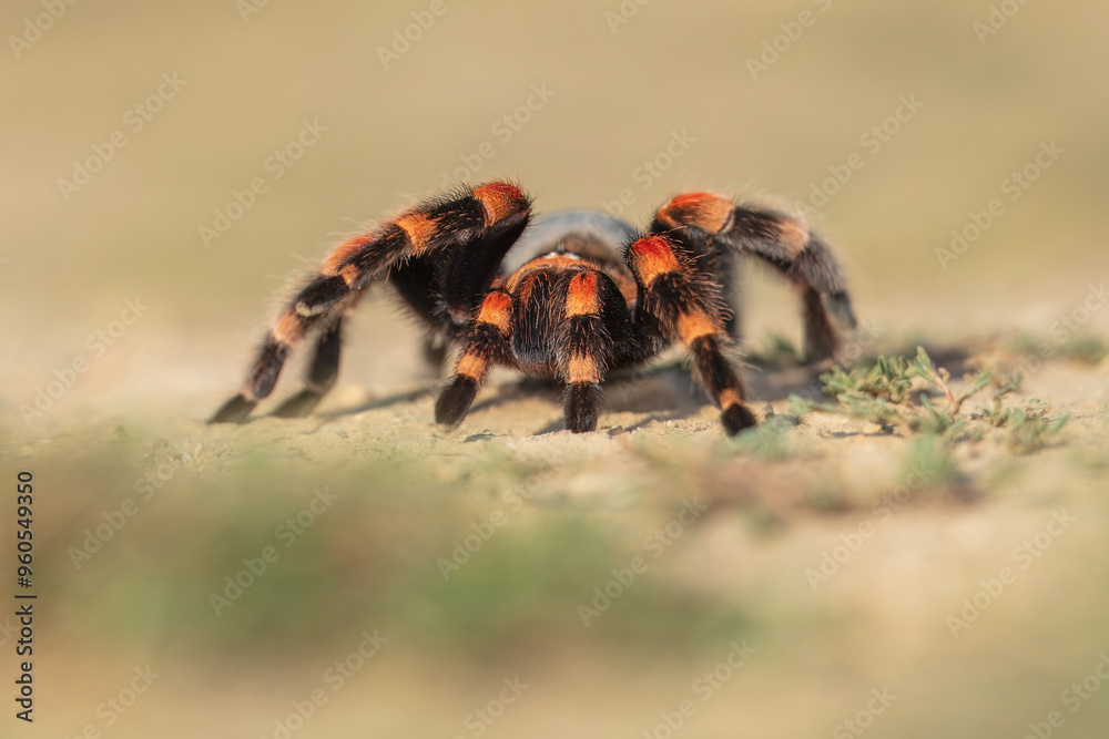 Rachypelma auratum (also called Mexican flame knee) is a tarantula ...