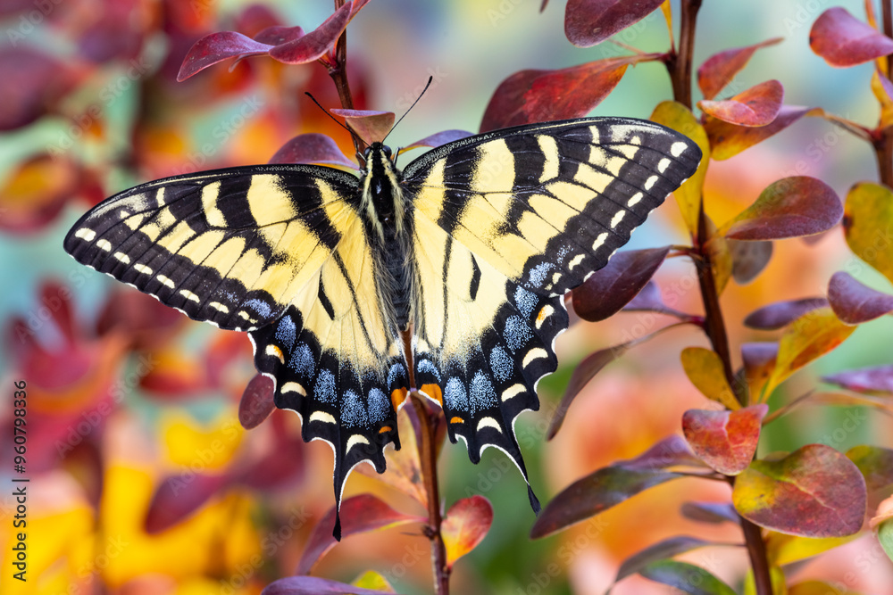 USA, Washington State, Sammamish. Eastern tiger swallowtail buttery ...