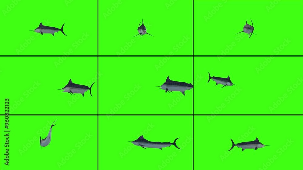 3D nine swordfish swims in the water animation on green screen ...
