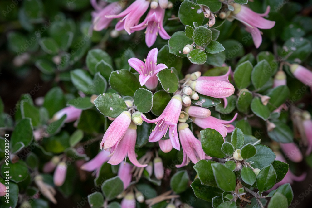 Correa - Plants of the Australian National Botanic Gardens Stock Photo ...