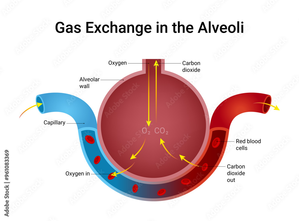 Photo & Art Print Gas Exchange in the Alveoli Illustraion, twinklepicture