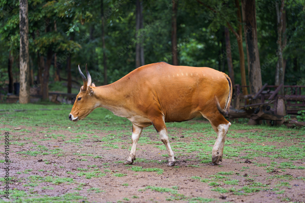 Yong Bos Javanicus, Banteng, Taurus, or Red Cow in the green natural ...