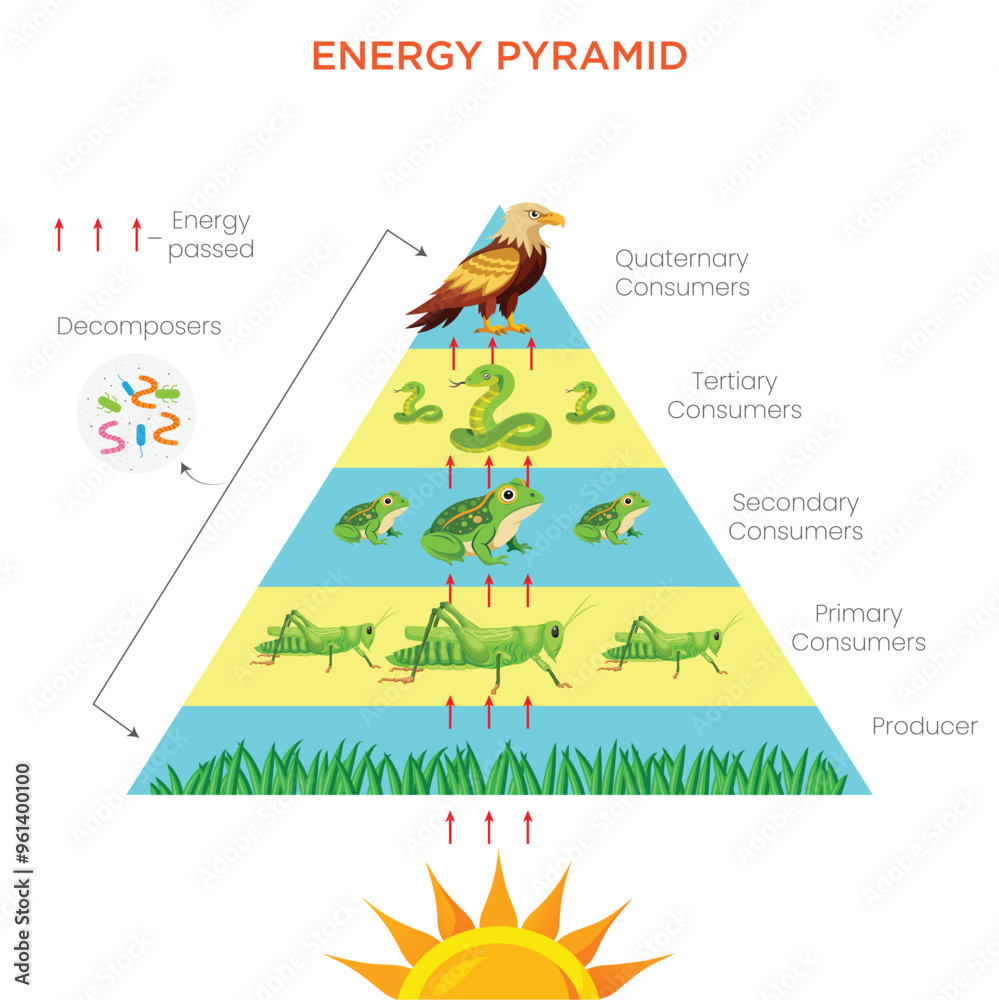 Understanding the Energy Pyramid Flow of Energy in an Ecosystem Stock ...