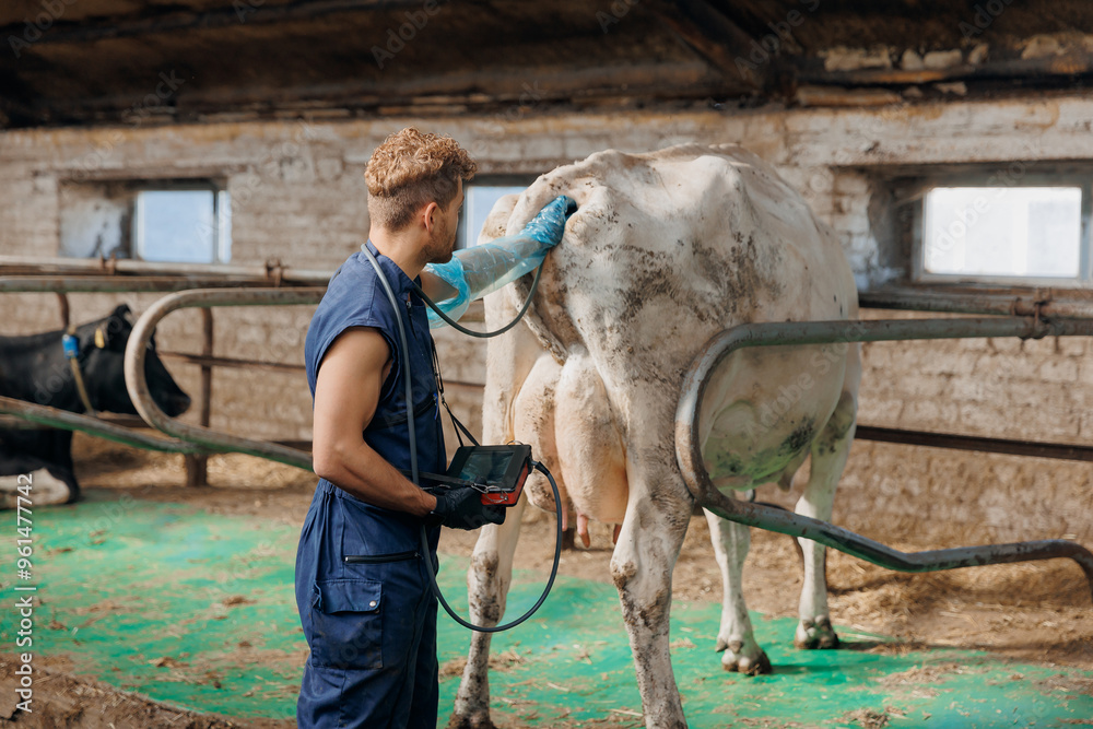 Veterinarian man with ultrasound device checking if cow is pregnant in ...