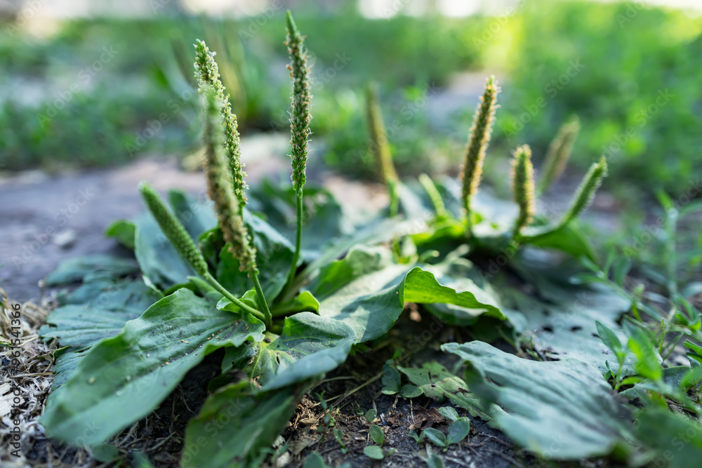 Plantain flowering plant with green leaf. Plantago major leaves and ...