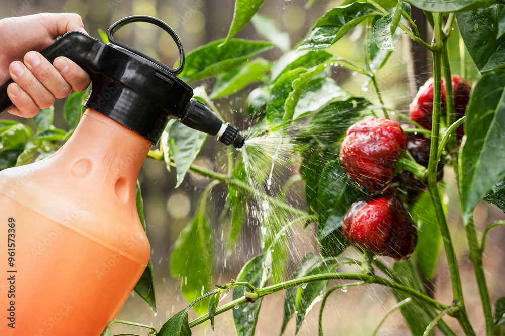 Spraying Vegetable Pepper Plants with Pesticide Insecticide Herbicide ...