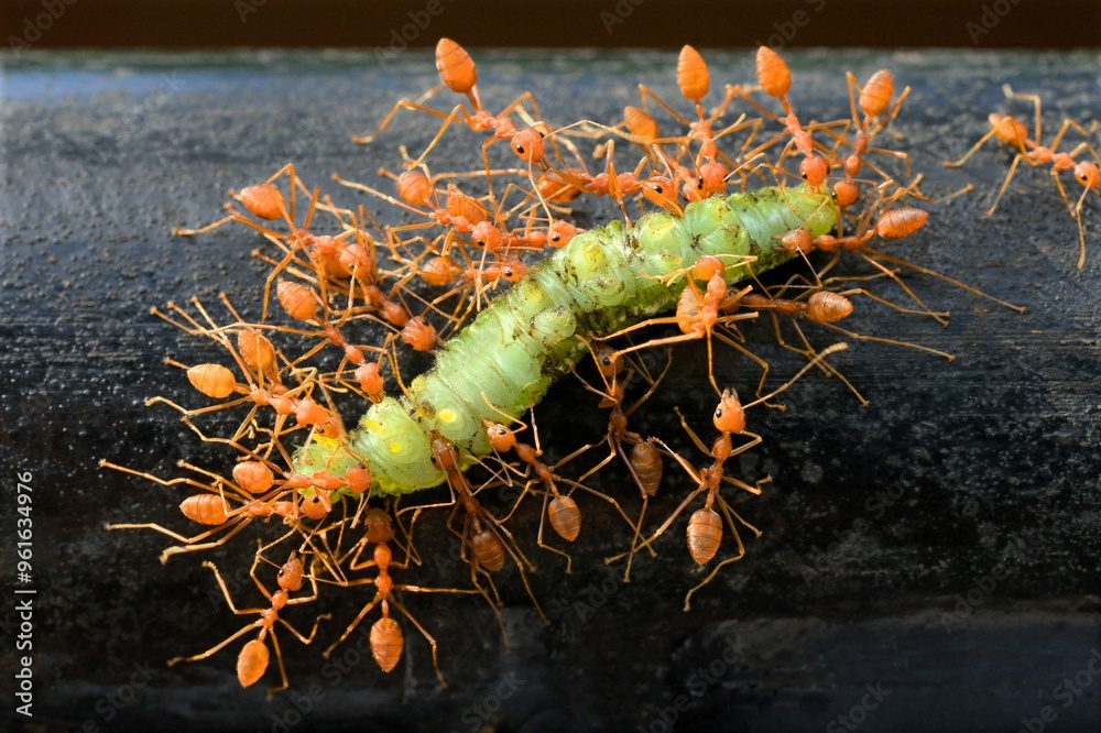 Weaver ants, green ants, Oecophylla smaragdina, workers carrying dead ...