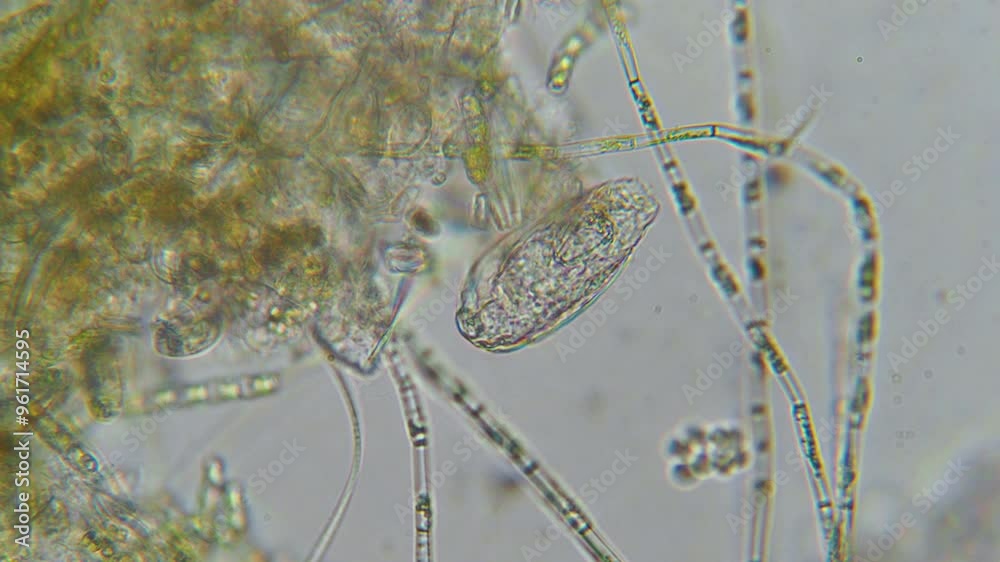 Research Scientists Unicellular Organisms. Soil Microorganisms Under ...