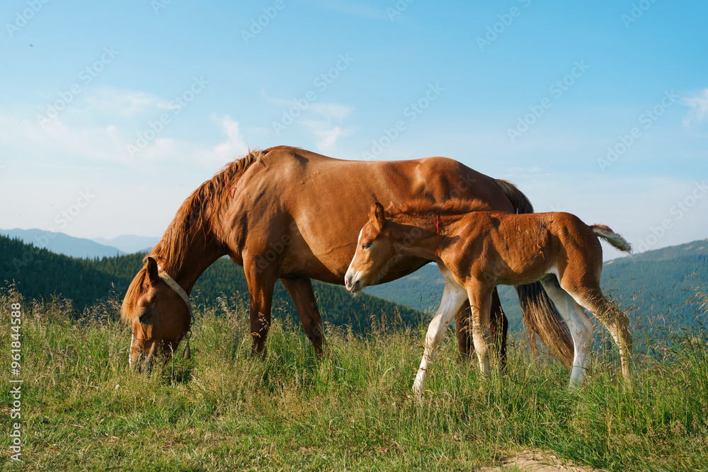 A brown bay horse with a long mane and foal with a blemish graze among ...