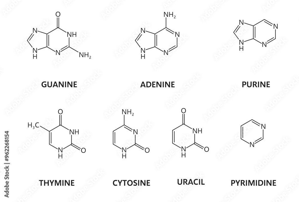 Nucleic acids or nitrogenous bases, nitrogen and hydrogen formulas ...