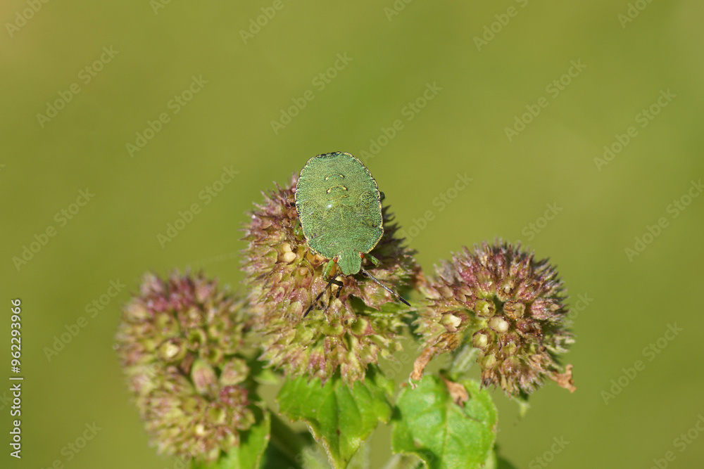 Nymph of a Green shield bug (Palomena prasina), family Pentatomidae on ...