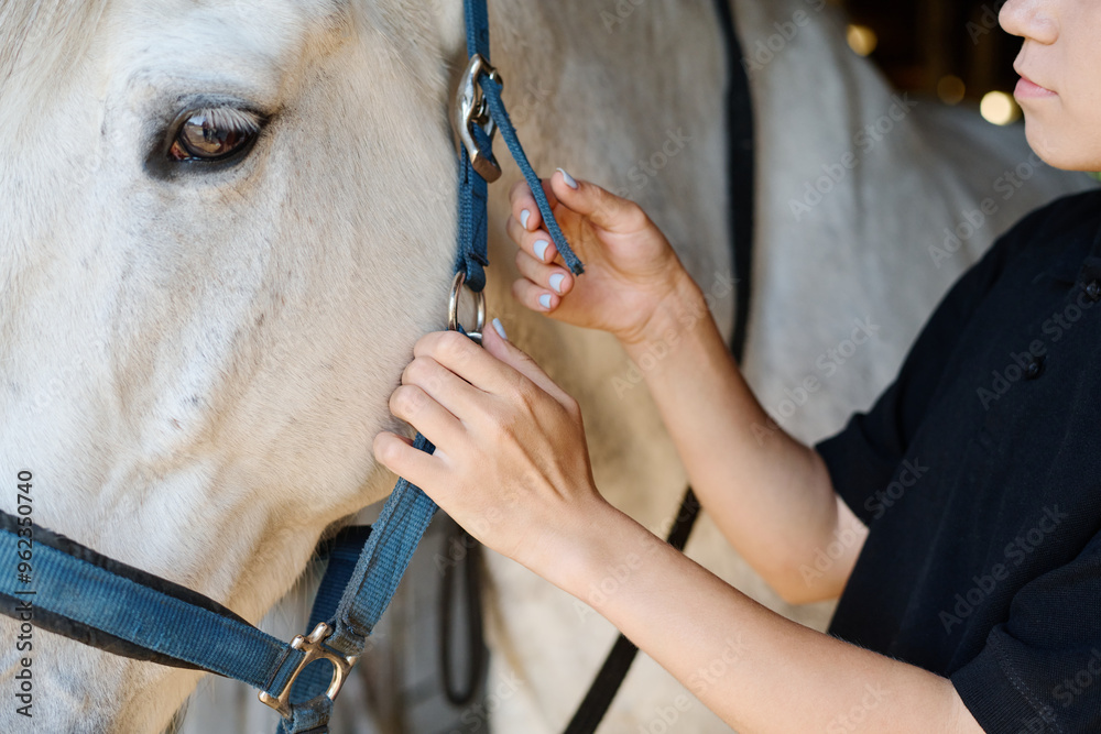 Close-up of person adjusting halter on a white horse inside stable. The ...
