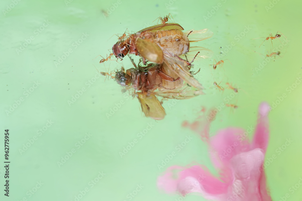 The carcass of a christmas beetle (Anolognathus sp) is being surrounded ...