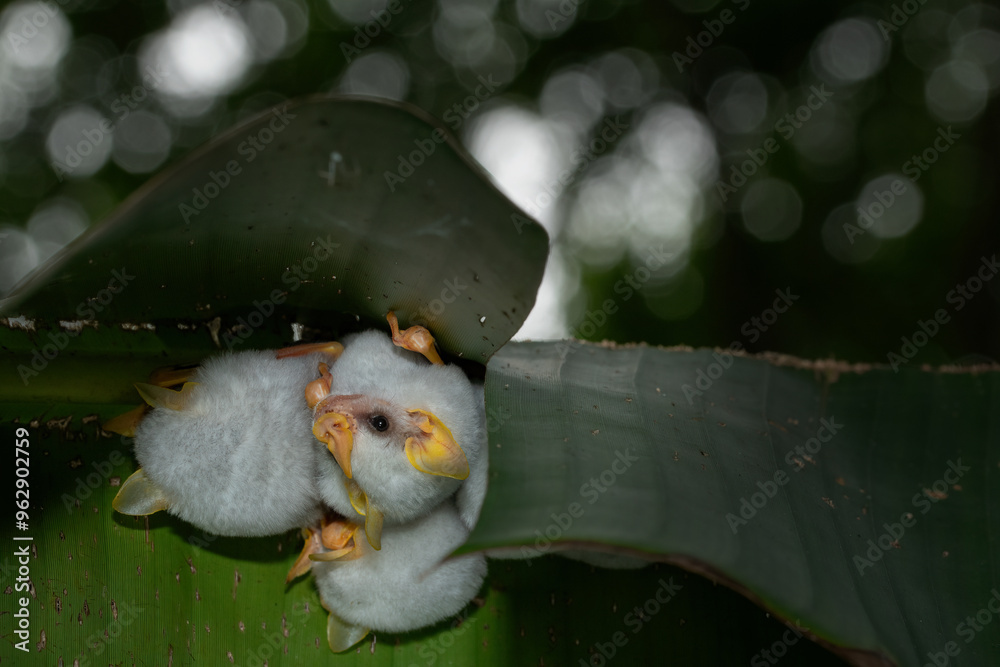 Honduran white bat (Ectophylla alba) huddling together in leaf tent ...