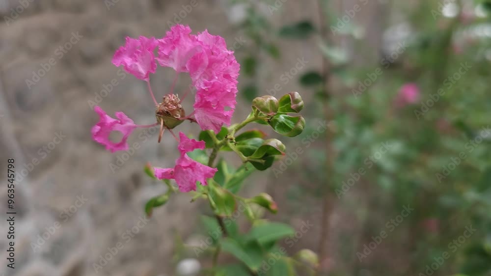 Vibrant Queen’s Crape Myrtle also known as Jarul, Ajar, Tamhana, Motha ...