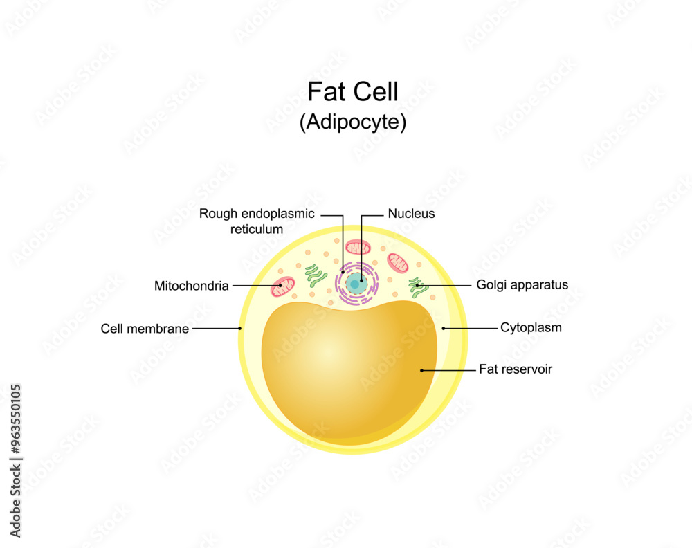 Fat cell structure. Adipocytes. Adipose tissue. Lipid droplets. Storing ...