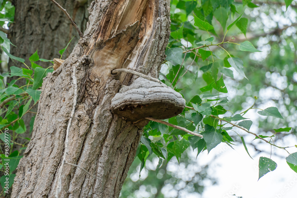 Large parasitic mushroom tinder fungus grows on trunk. True polypore ...