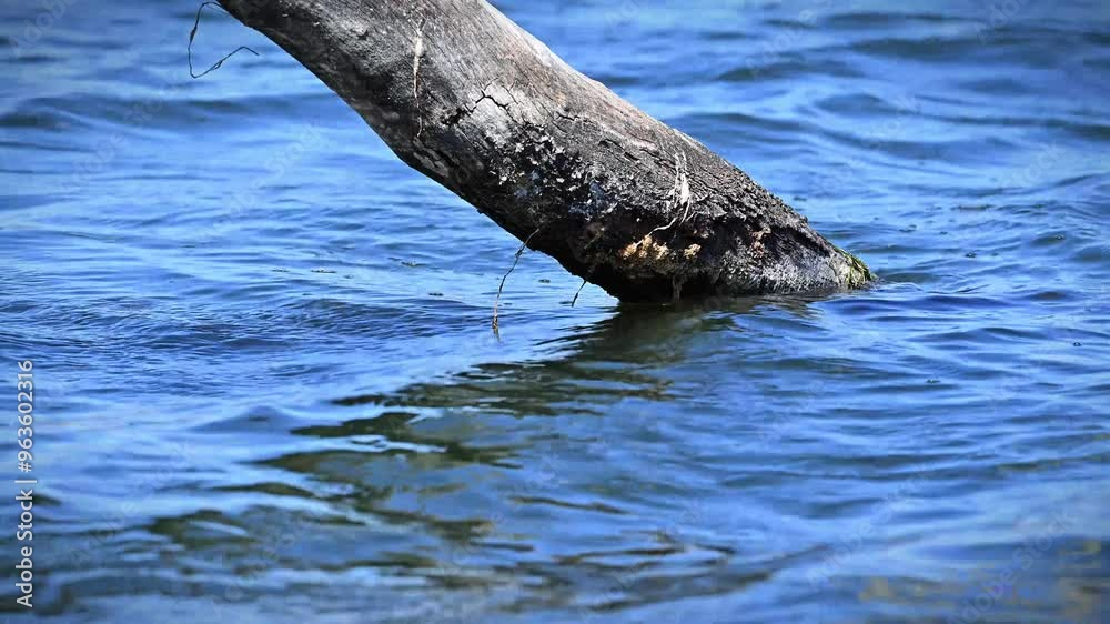 Gentle ripples on a lake's surface, formed by wind. 4K 4:2:2 10-bit ...