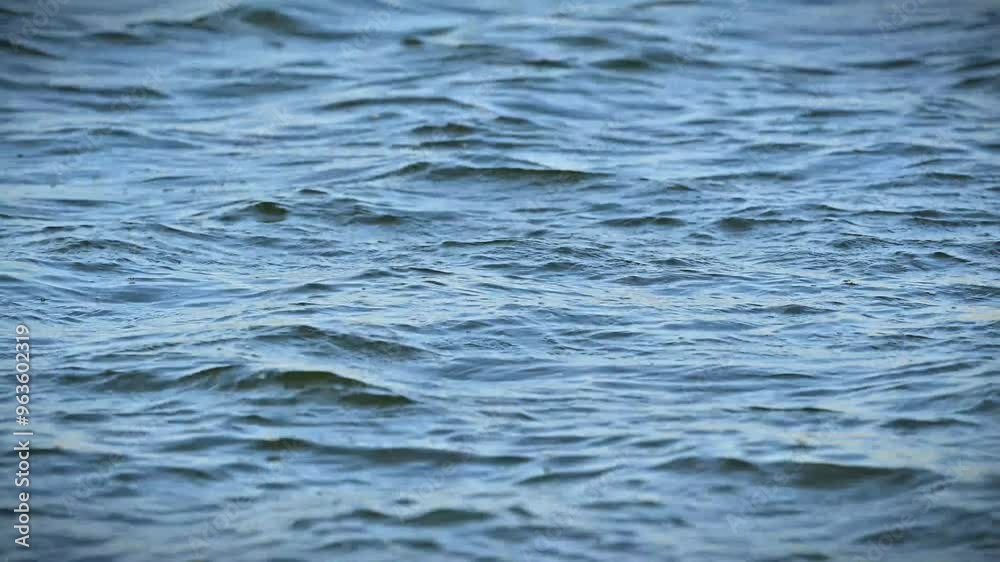 Gentle ripples on a lake's surface, formed by wind. 4K 4:2:2 10-bit ...