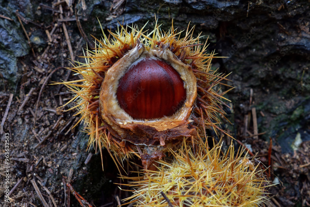 Sweet chestnut (Castanea sativa) in nature. Edible chestnuts belong to ...