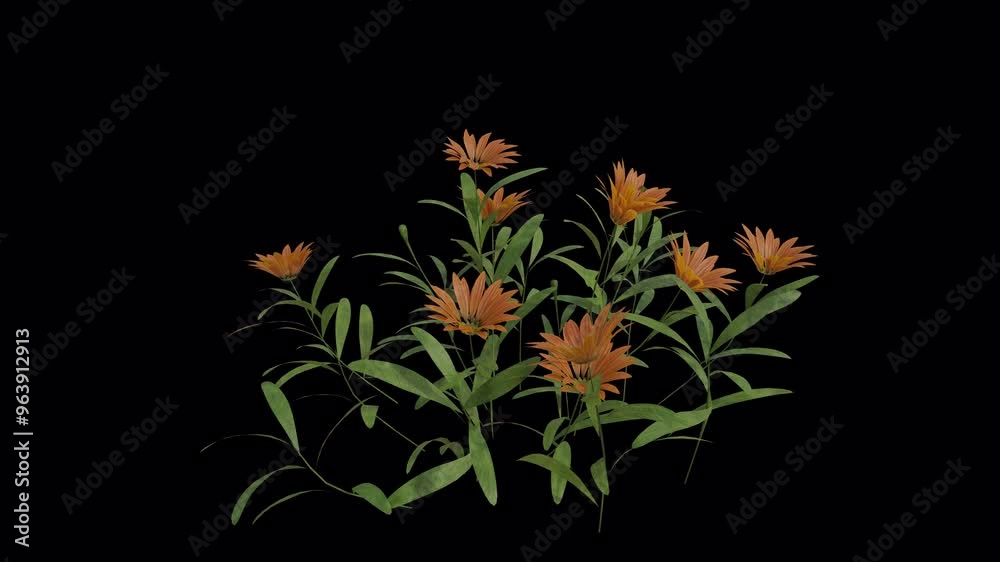 Marigold Plant blowing in the wind. Wind blows the Pot Marigold ...