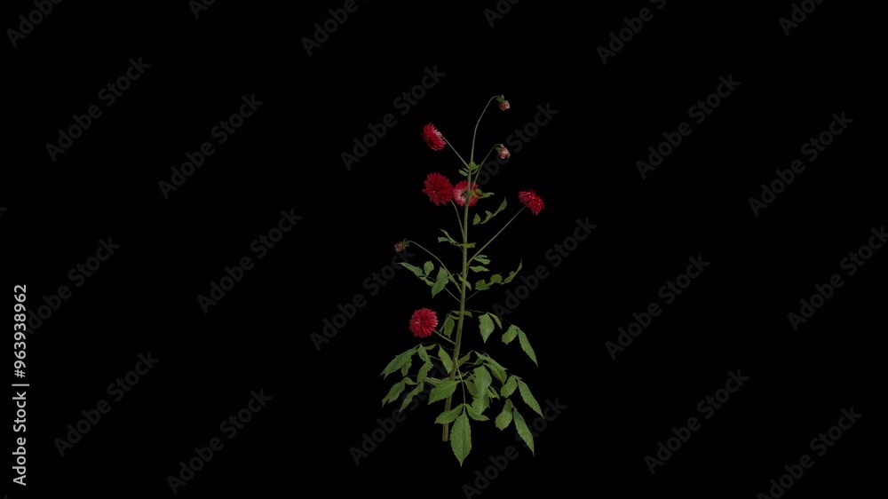 Dahlia Plant blowing in the wind. Wind blows the Garden Dahlia ...