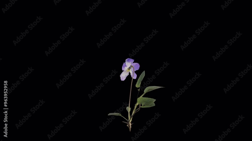 Early Dog-violet Plant blowing in the wind. Animated Viola ...