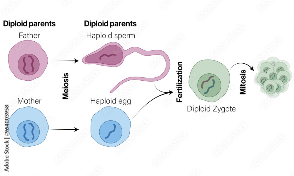 Fotografie, Obraz The Formation of Haploid Sperm and Egg Cells: A ...