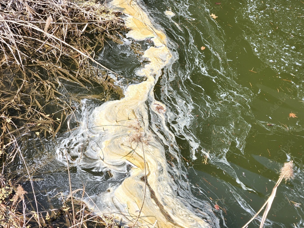 Lake water pollution, close-up. Water pollution by blooming blue-green ...