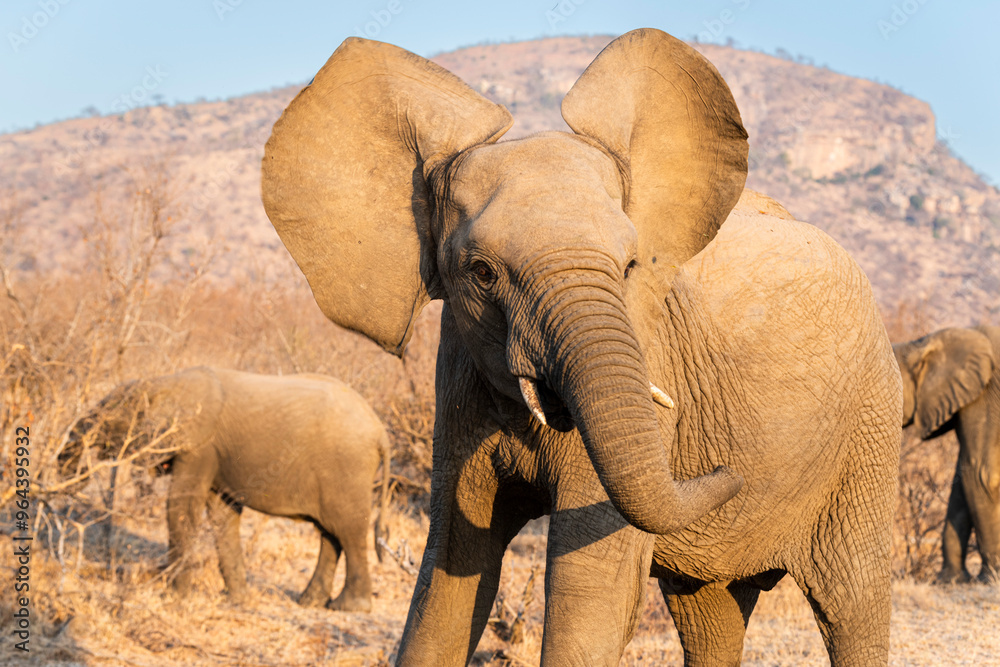 The African bush elephant, Loxodonta africana, also known as the ...