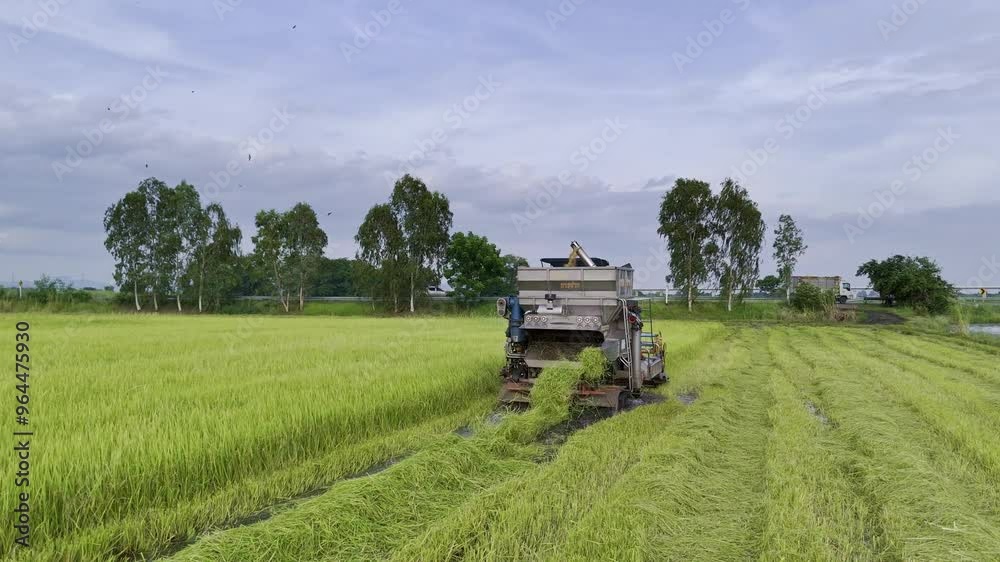 07,09,2024 Lopburi, Thailand, Thai farmers harvest their crops using a ...