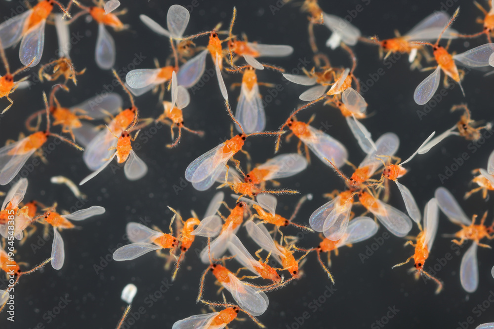 Pseudaulacaspis pentagona, the white peach scale or mulberry scale, is ...