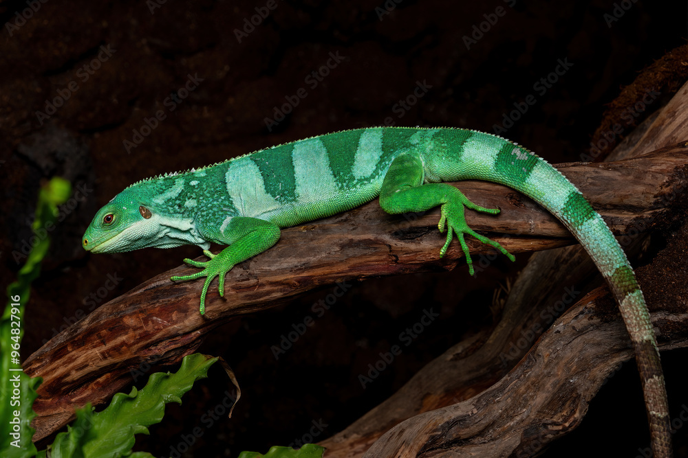 Male Fiji Banded Iguanas (Brachylophus bulabula) are bright green ...