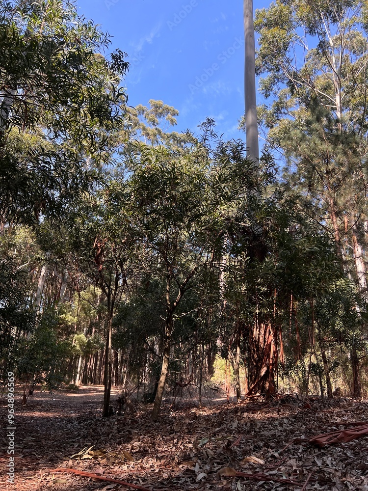 trees in the garden, trunk and wood, troncos y madera en bosque nativo ...