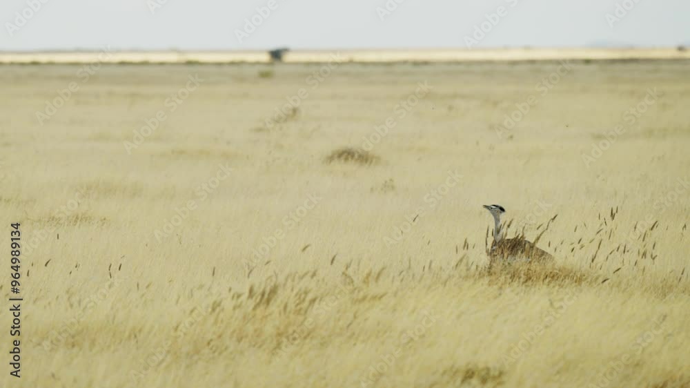 African species of flightless bird native to large areas of Africa ...