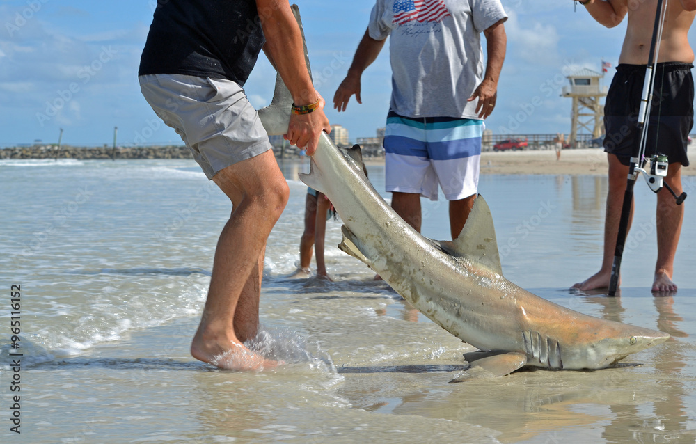 A young man pulling a blacktip shark back into the ocean after a ...