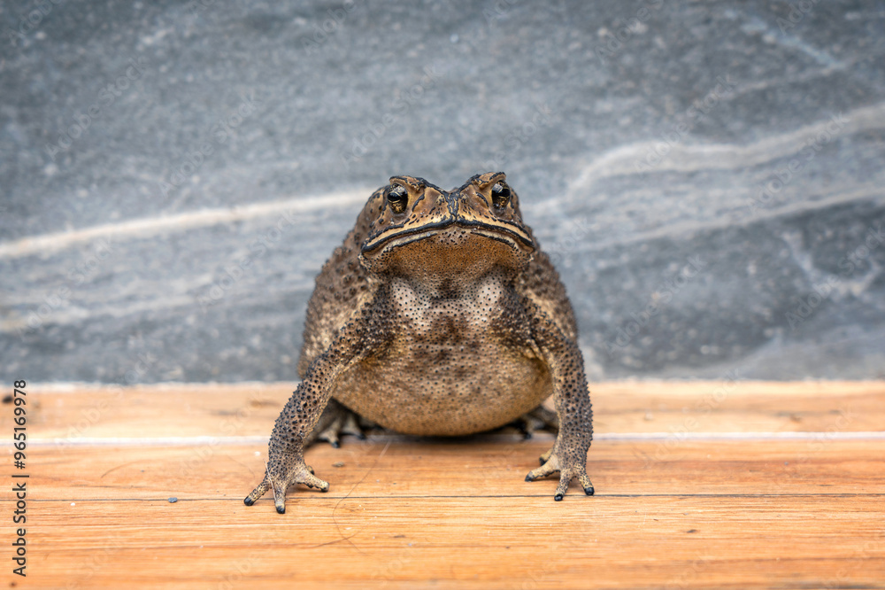 Front side of Fat Asian common toad or Black-spined toad - Duttaphrynus ...