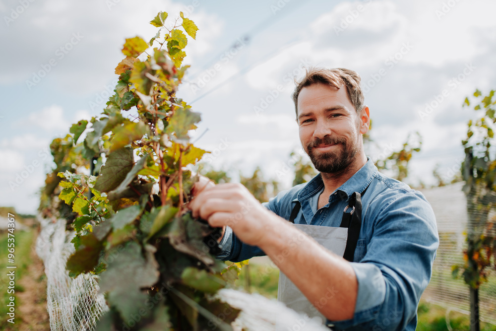 Man hand picking grapes from grapevine, smiling. Manual grape ...