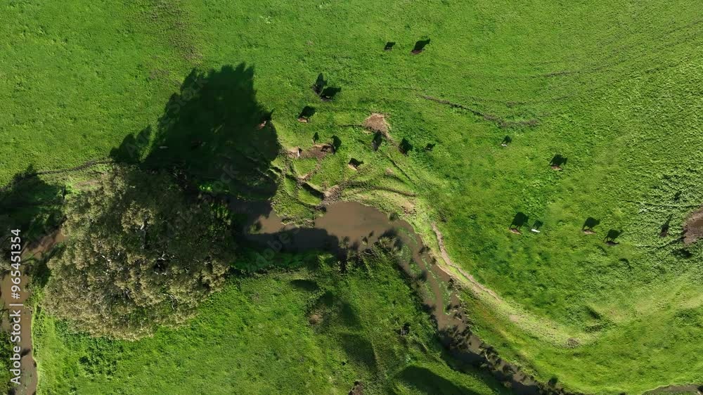 Carbon neutral cattle farming in a free range field on a farm in ...