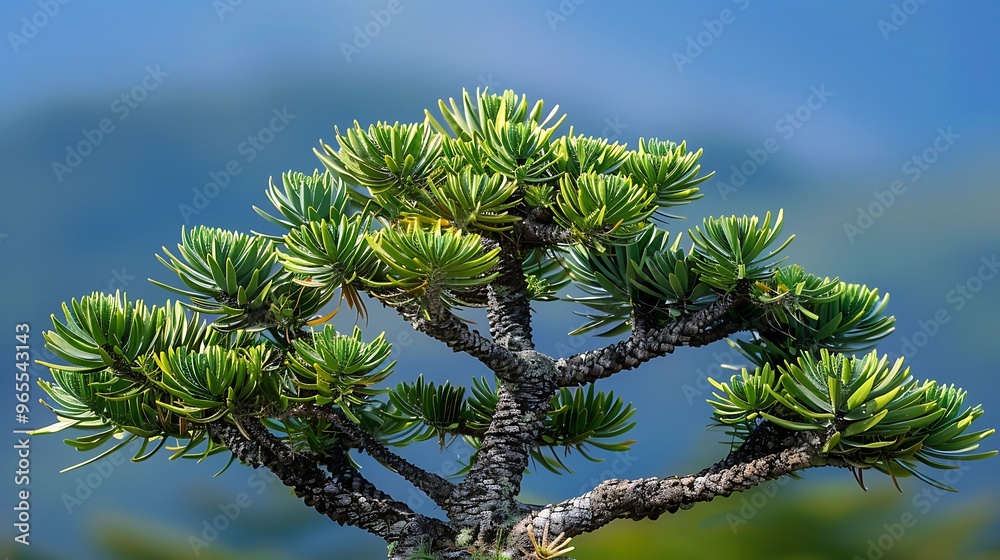 A striking monkey puzzle tree (Araucaria araucana) with its prehistoric ...