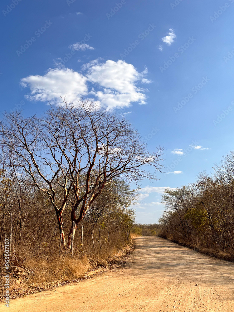 caatinga, paisagem da caatinga, bioma caatinga, sertão nordestino ...