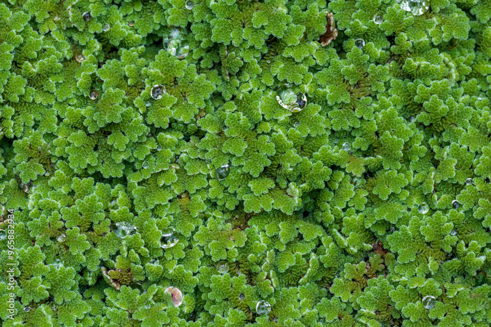 Green Azolla microphylla. Used as an ingredient in animal feed and as ...